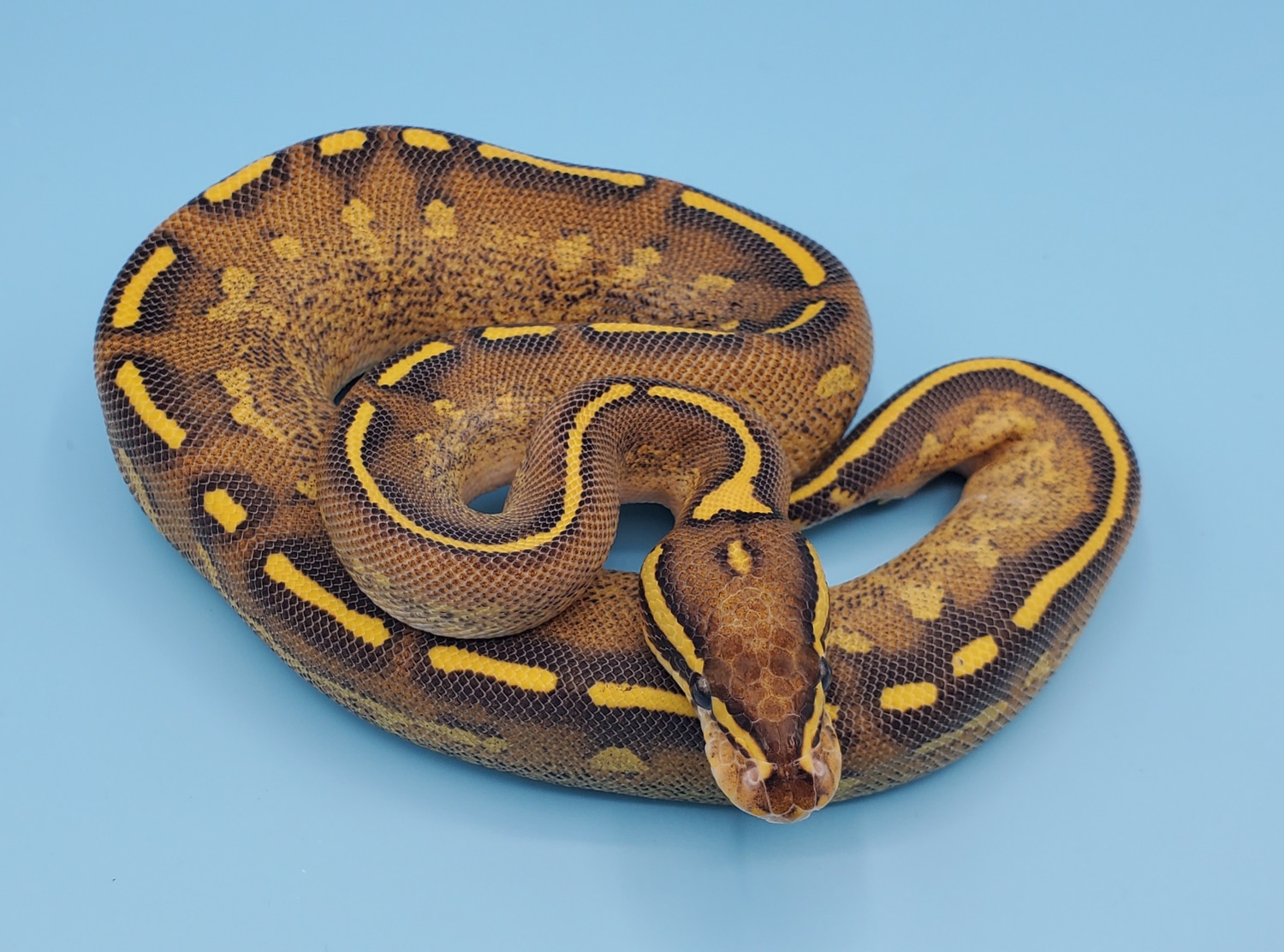 Freeway Ball Python by CL Serpents - MorphMarket