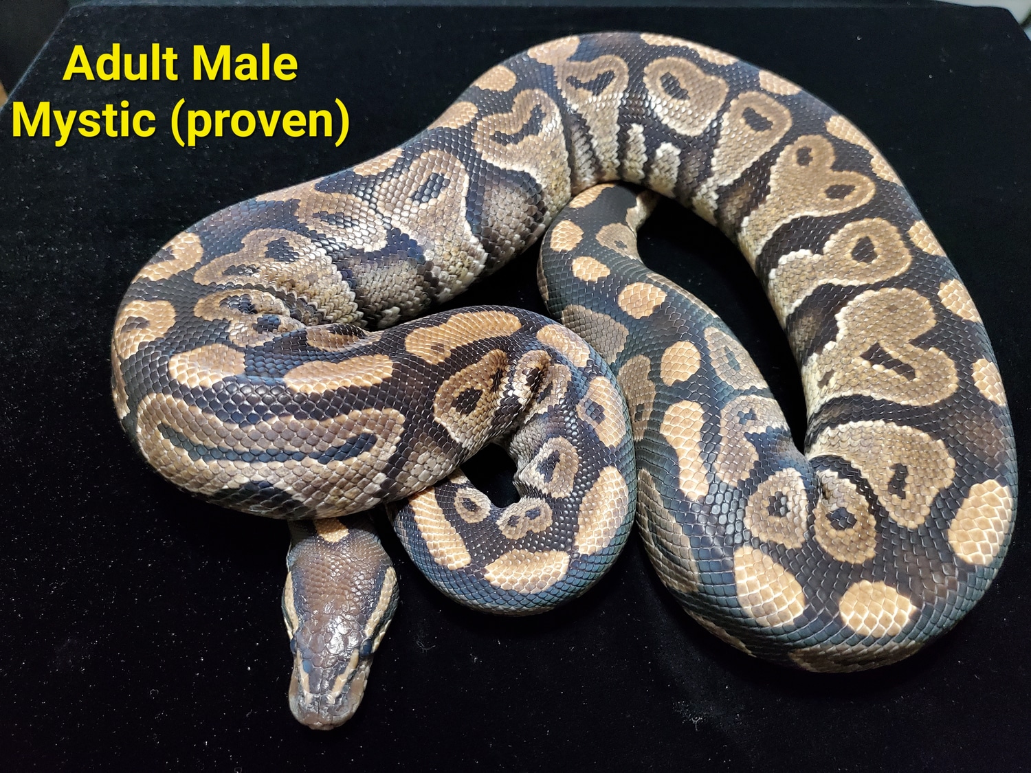 Mystic Ball Python by CL Serpents - MorphMarket