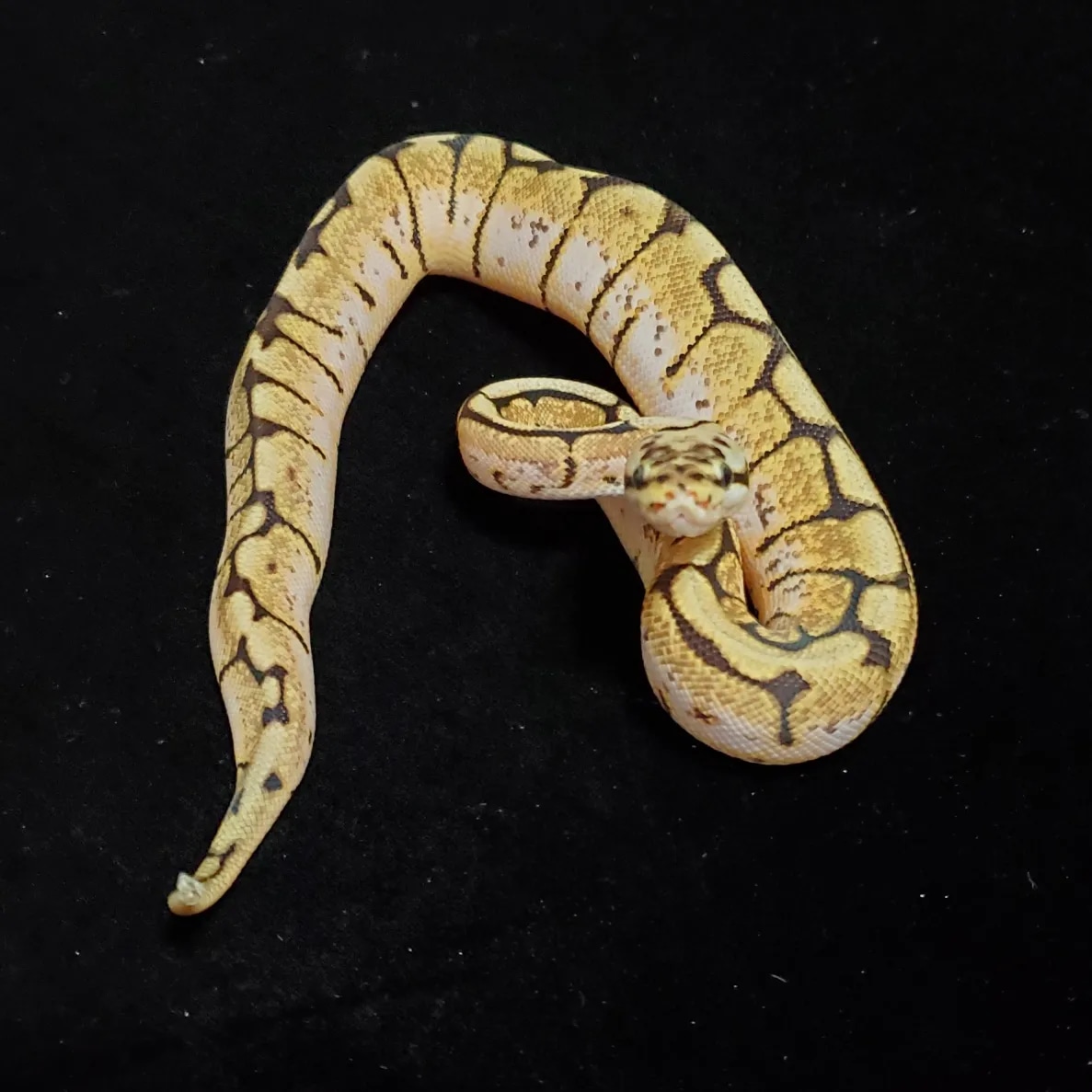 Bumblebee 100% Het Hypo Ball Python by CL Serpents - MorphMarket