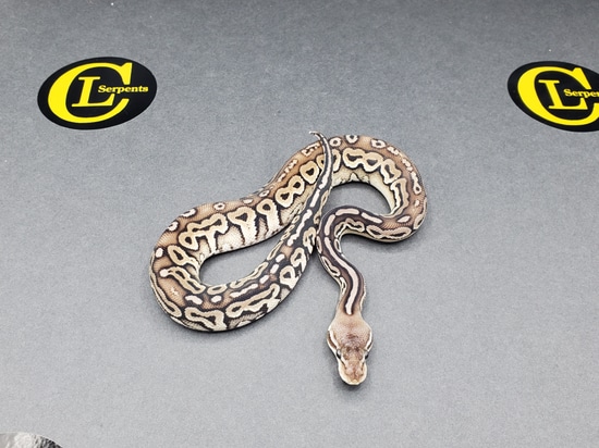 Pewter Pdh Ghost/Genetic Stripe Ball Python by CL Serpents