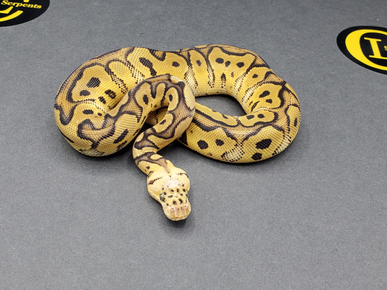 Pastel Poss Vanilla Clown Ball Python by CL Serpents - MorphMarket