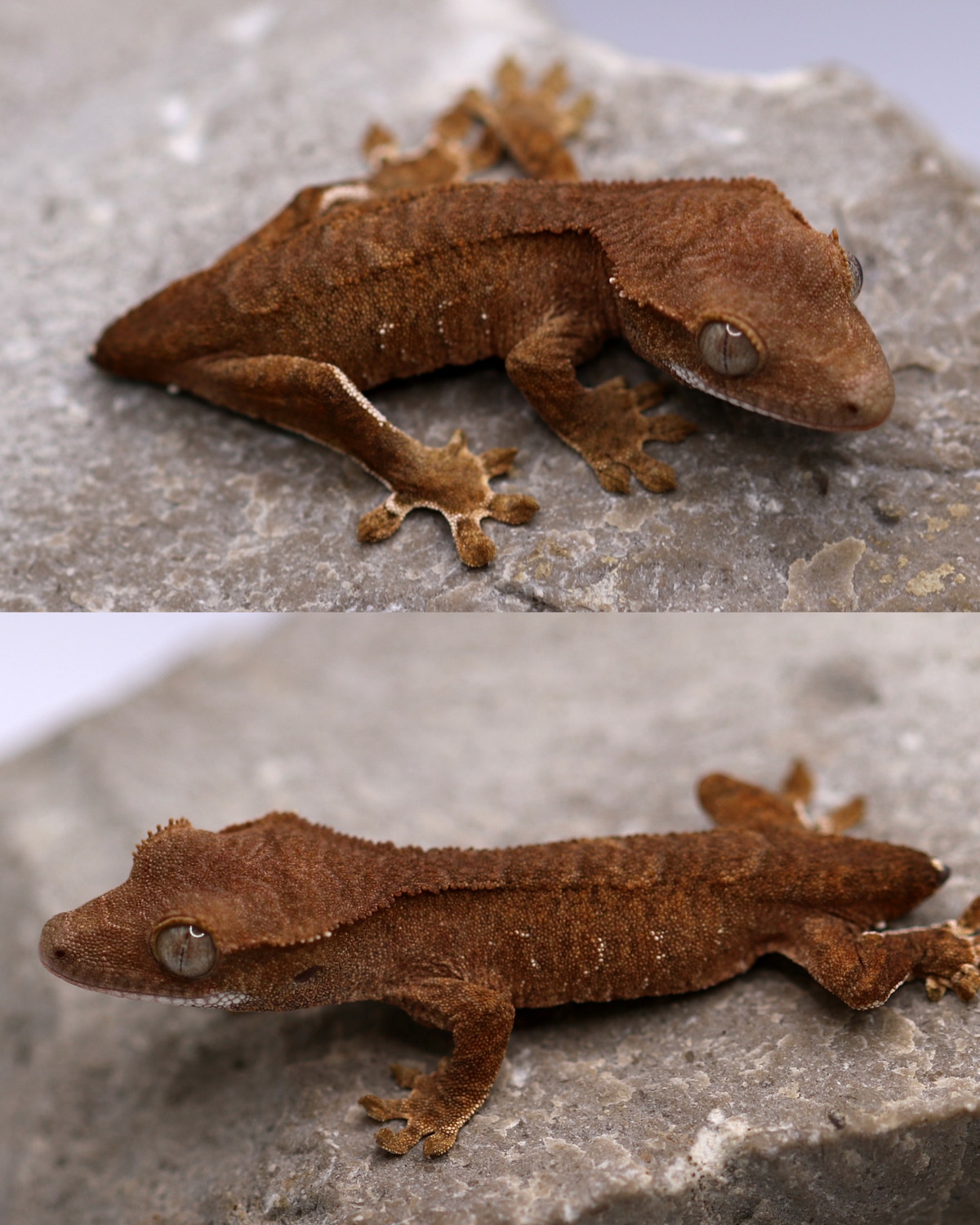 Red Phantom With Portholes Crested Gecko by Tiny Toe Geckos - MorphMarket