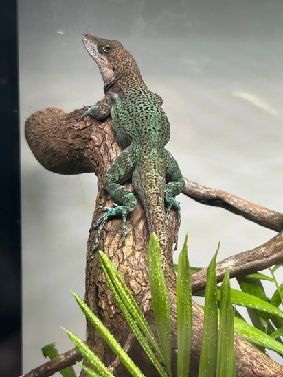 Anolis Leachii Anole by Jungle Gym Exotics