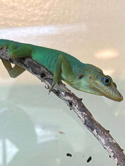 Anolis Marmoratus "Capesterre" Pair Anole by Jungle Gym Exotics
