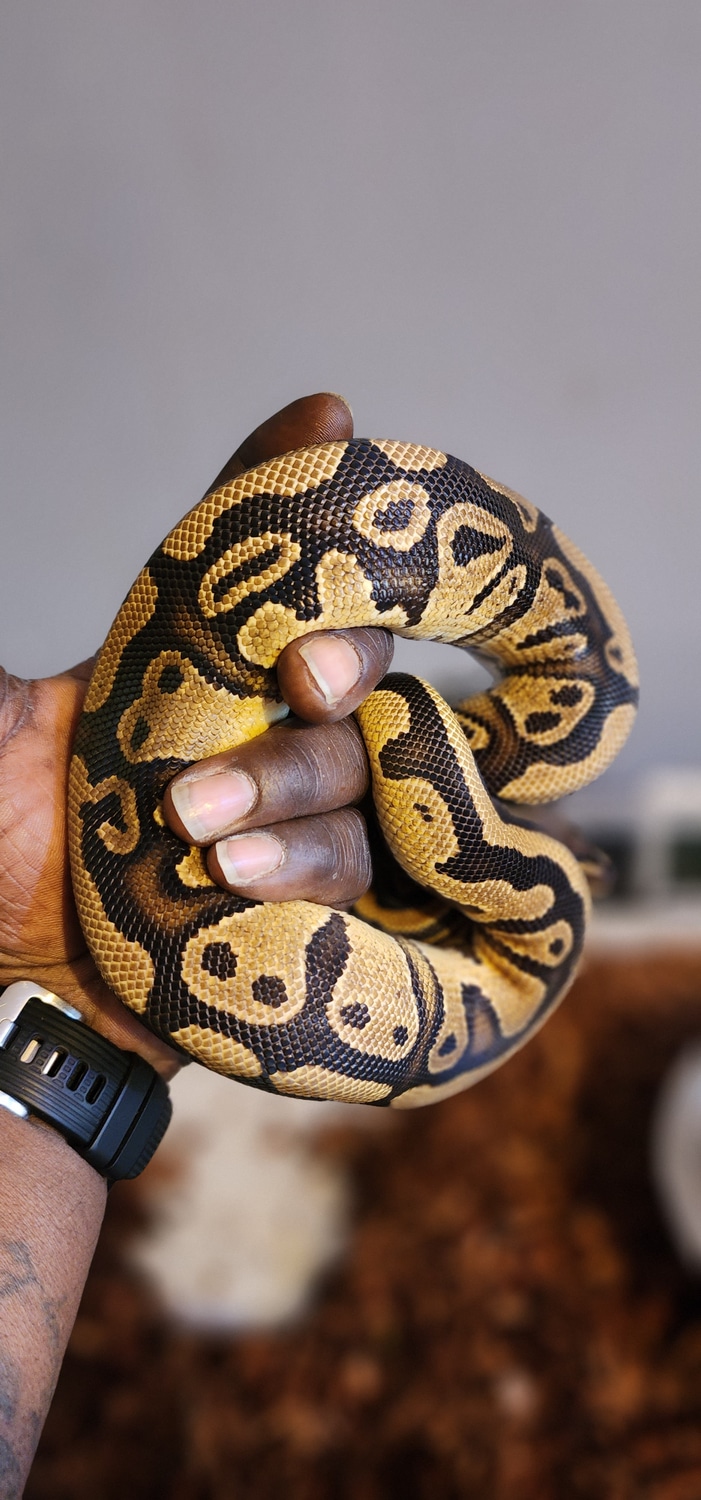 "Sale" Specter Het. Pied Ball Python by Mor-phor-us, llc - MorphMarket