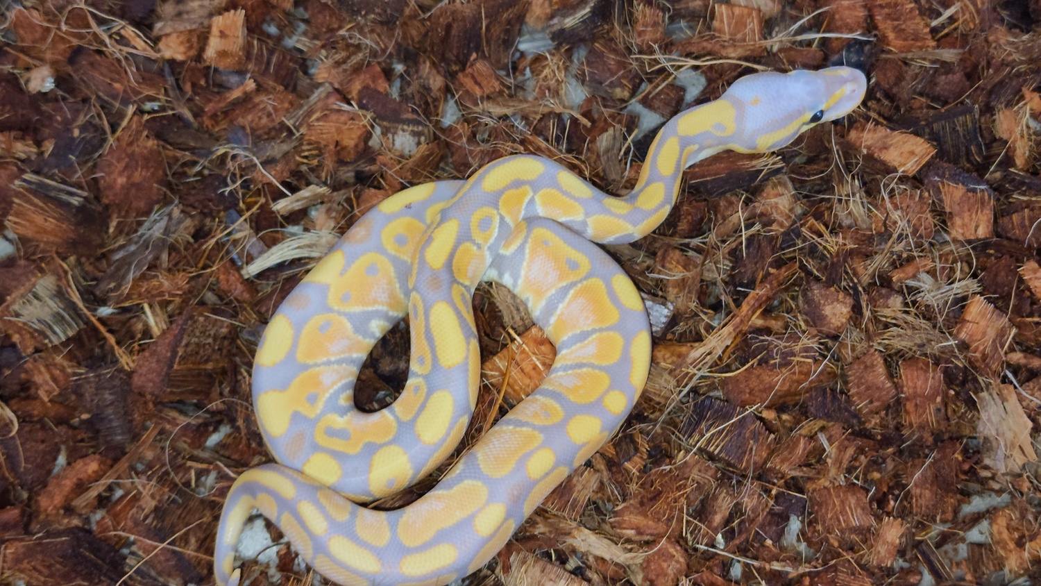 Coral Glow 100% Het Clown Ball Python by Mor-phor-us, llc - MorphMarket