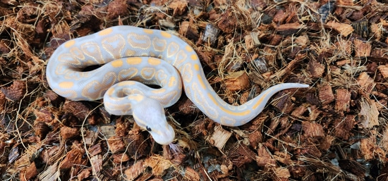 Tom Barhart Black Pastel Coral Glow 100% Het Clown Ball Python by Mor ...