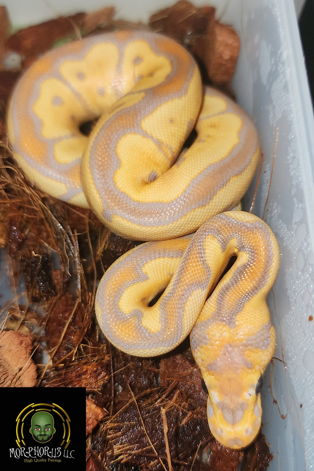 Coral Glow Orange Dream Clown Ball Python by Mor-phor-us, llc - MorphMarket