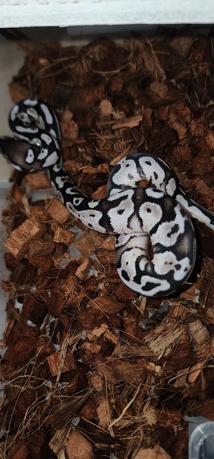 World's First Phantom Echi Pastel Axanthic (VPI) 100% Het Lavender ...