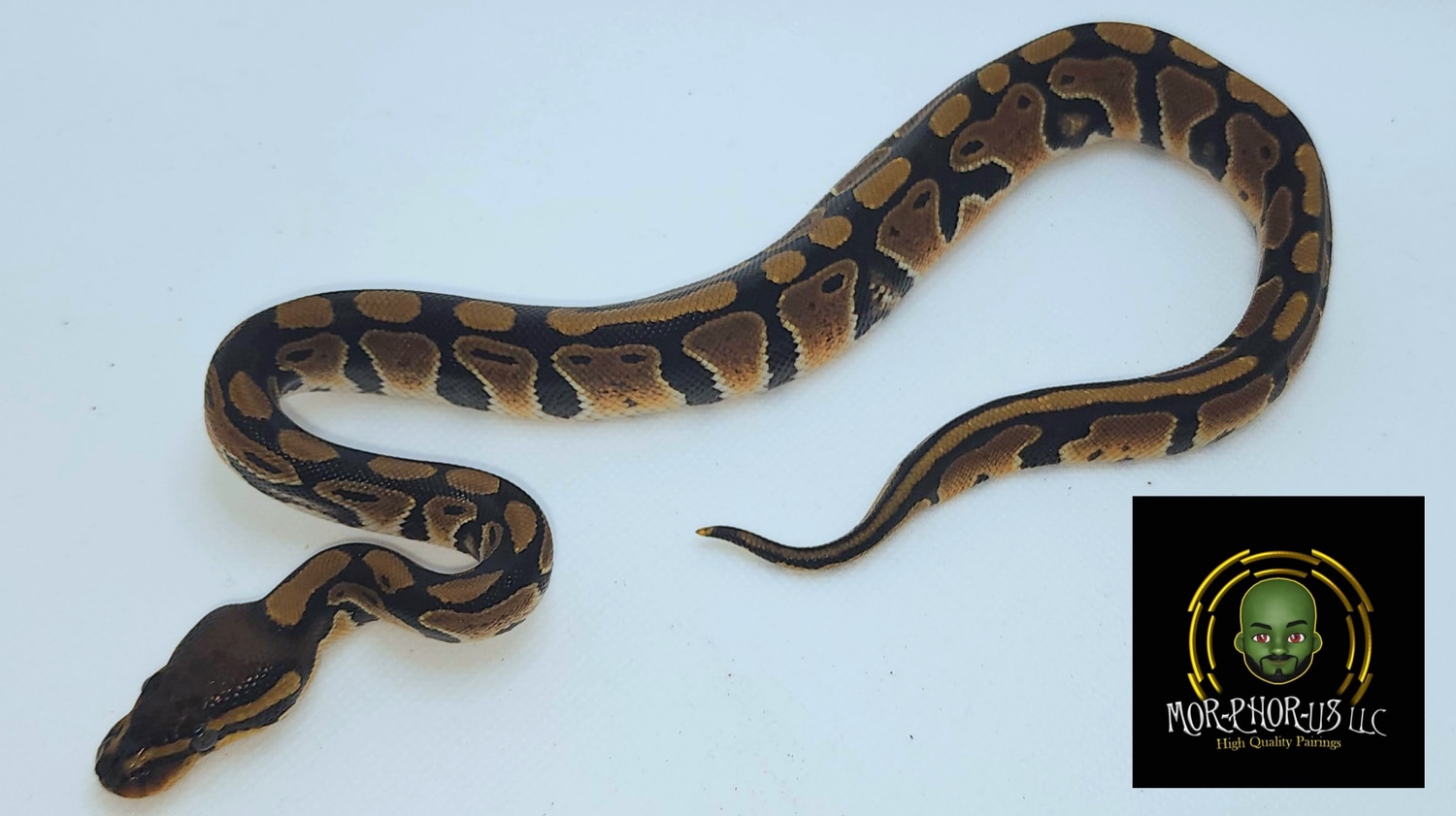 Blade 100% Het Clown Ball Python by Mor-phor-us, llc - MorphMarket
