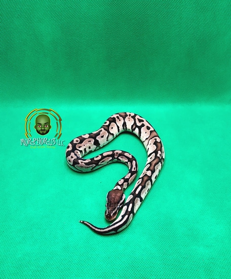 Phantom Enchi Pastel Axanthic (VPI) 💯 Het Lavender Albino Ball Python ...