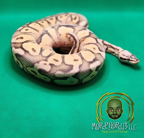 RTB Superfly 💯% Het. Monarch 💯% Het. Clown 50% Het. Genetic Stripe Ball ...