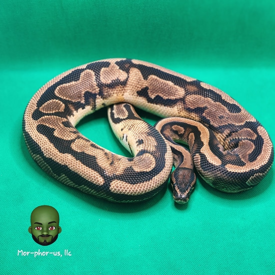1.1 DG Pied Project Ball Python by Mor-phor-us, llc