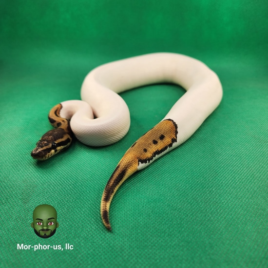 (Super) Leopard Pied Het Lavender Albino Ball Python by Mor-phor-us, llc