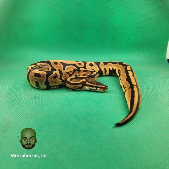 (Super) Leopard 66% Het. Lavender Clown Pied Ball Python by Mor-phor-us ...