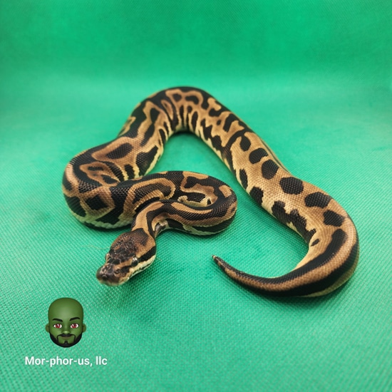 (Super) Leopard 66% Het. Lavender Clown Pied Ball Python by Mor-phor-us ...