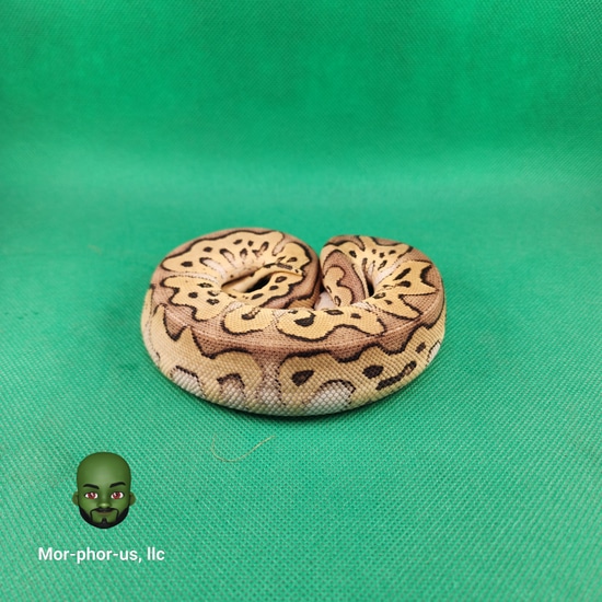Pastel Clown Het Pied Ball Python by Mor-phor-us, llc