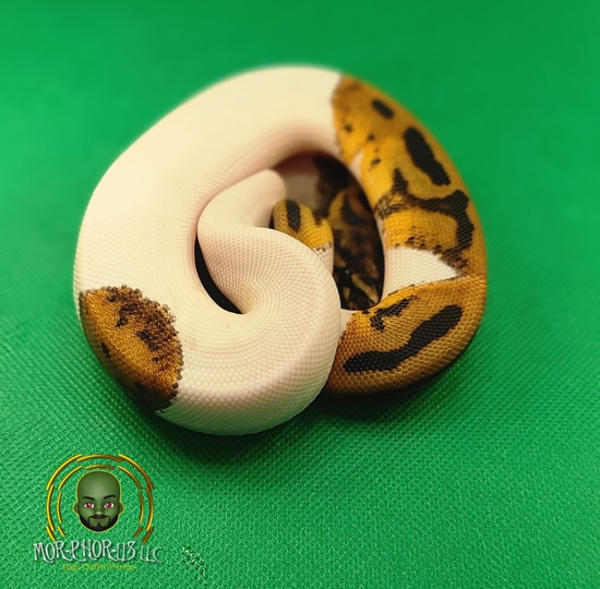 Leopard Pied Het Clown Ball Python by Mor-phor-us, llc