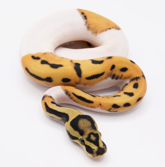 Orange Dream Leopard Desert Ghost Pied Ball Python by Mor-phor-us, llc