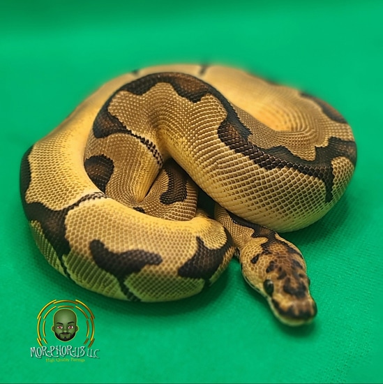 Enchi Clown Het Desert Ghost Ball Python by Mor-phor-us, llc