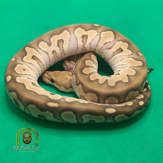 Mojave Clown Ball Python by Mor-phor-us, llc