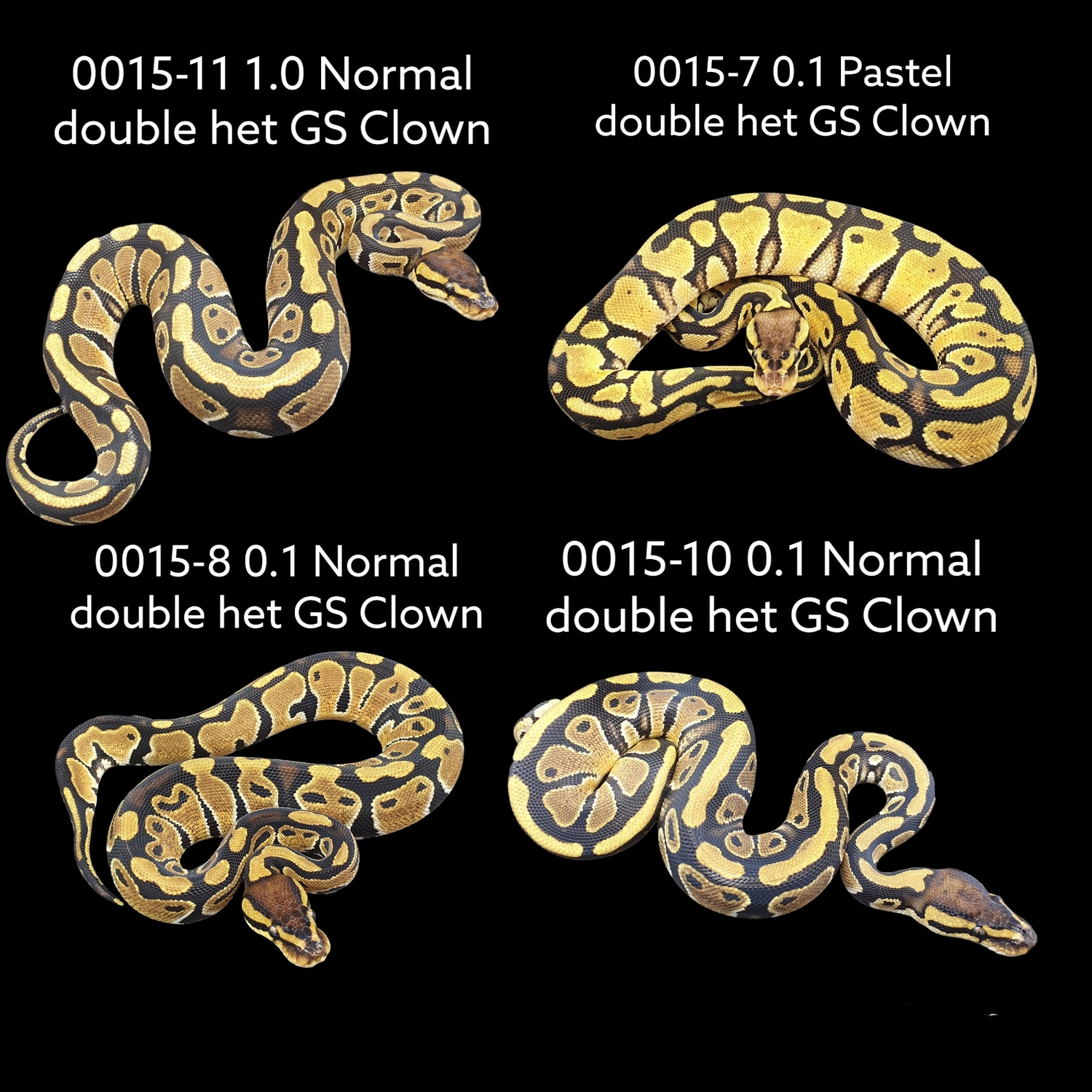 Group Of 4 Double Het GS Clowns Ball Python by DJ Constrictors ...