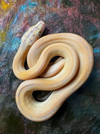 Super Dwarf Purple Sunfire Platinum Golden Child 100% Het Anery ...