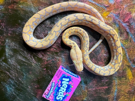 Super Dwarf Purple Albino 100% Het Anery Reticulated Python by Clarity ...