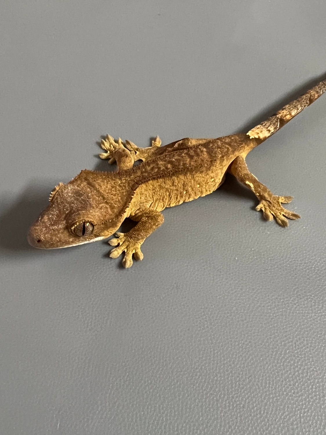 100% Het Axanthic Crested Gecko by Clarky's Critters - MorphMarket