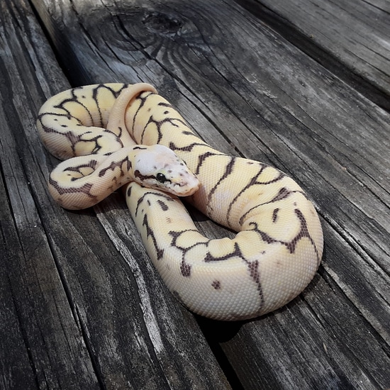 Killer Bee Fire Ball Python by Clarkson Reptiles
