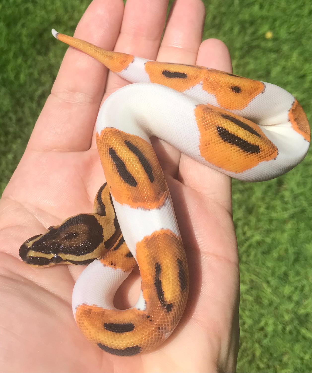 OD Pied Ball Python by Clarkson Reptiles - MorphMarket