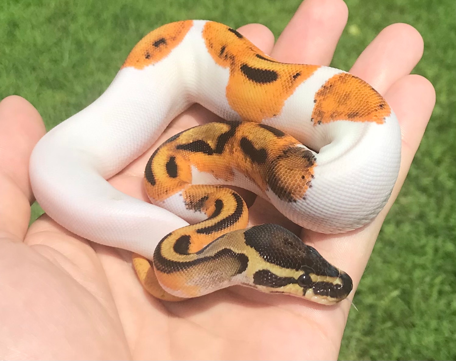 OD Pied Ball Python by Clarkson Reptiles - MorphMarket