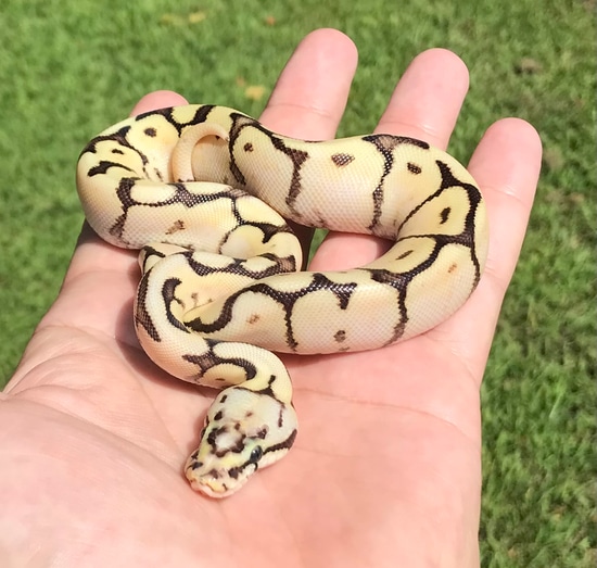 Female Firebee Ball Python by Clarkson Reptiles