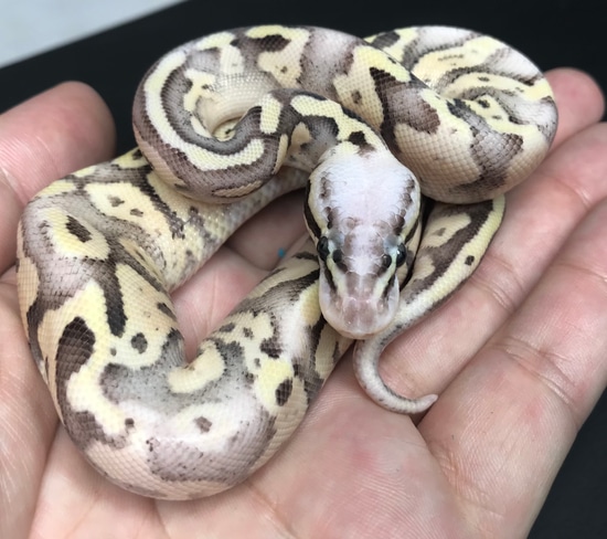 Superfly Ball Python by Clarkson Reptiles
