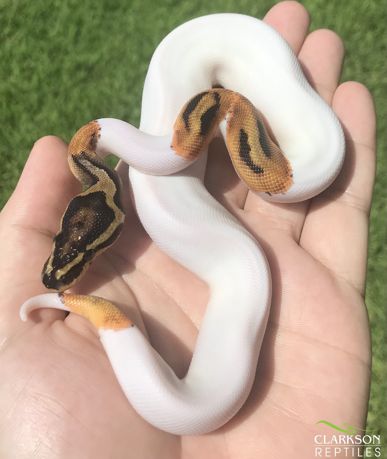 OD Pied Ball Python by Clarkson Reptiles - MorphMarket