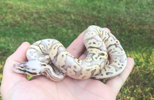 Superfly Ball Python by Clarkson Reptiles