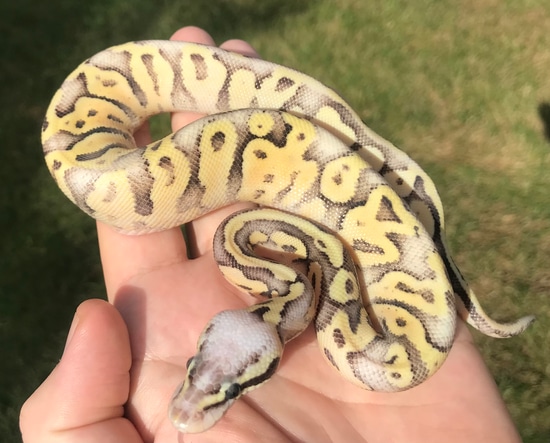Superfly Ball Python by Clarkson Reptiles