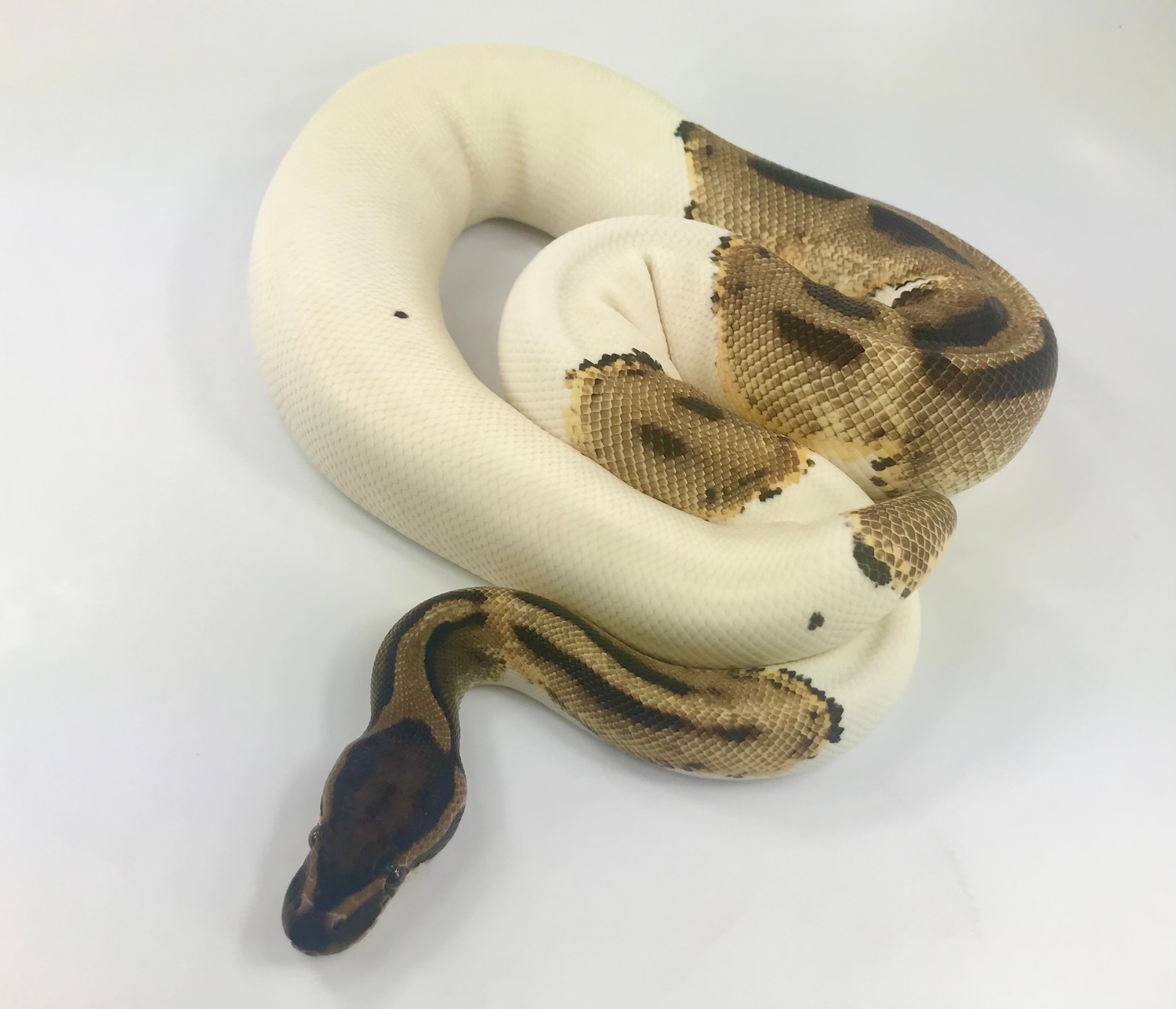 Orange Dream Pied Ball Python by Clarkson Reptiles - MorphMarket