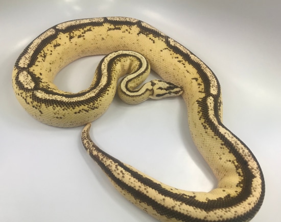 Pastel Super Stripe Ball Python by Clarkson Reptiles