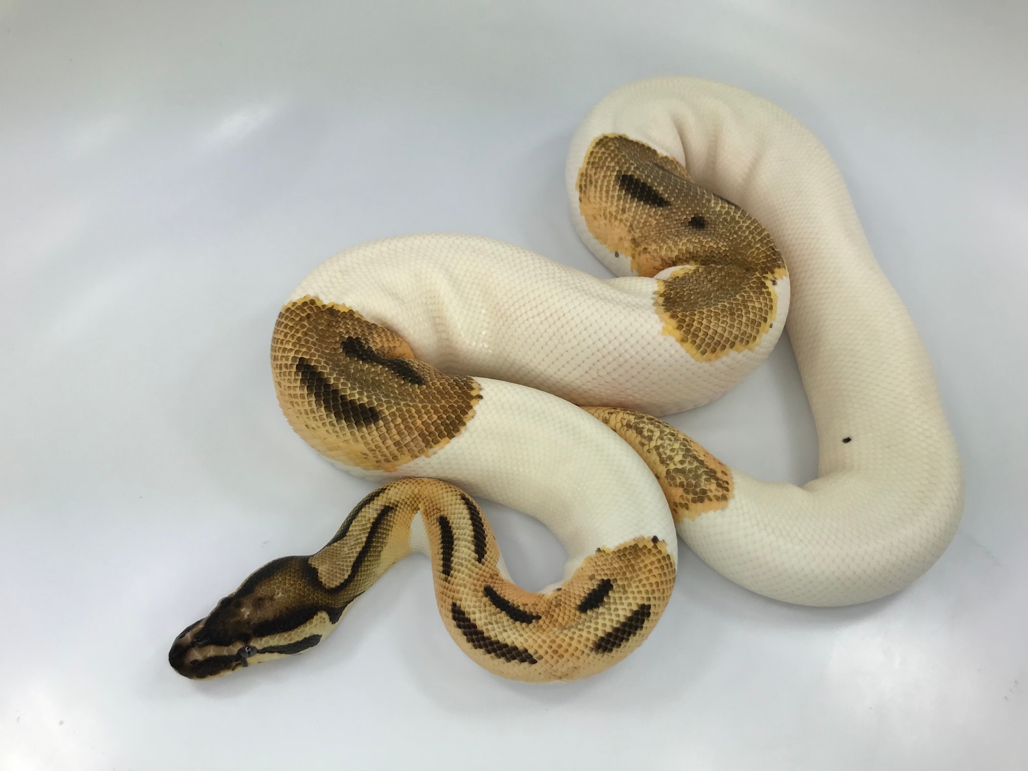 Orange Dream Pied Ball Python by Clarkson Reptiles - MorphMarket