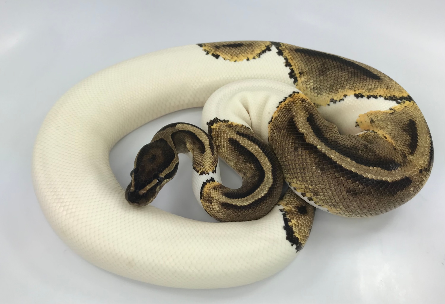 Orange Dream Pied Ball Python by Clarkson Reptiles - MorphMarket