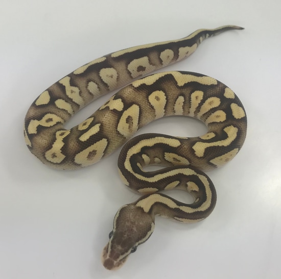 Goldblush Fire Pastave Ball Python by Clarkson Reptiles