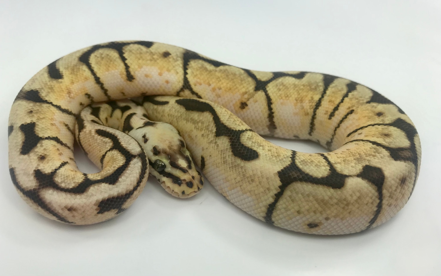 Bumblebee Ball Python by Clarkson Reptiles - MorphMarket