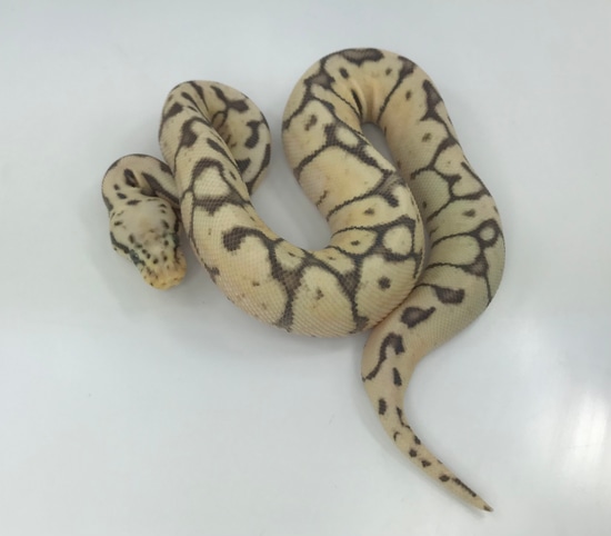 Firebee Ball Python by Clarkson Reptiles
