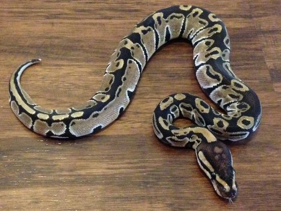 Trick Ball Python by Select Morphs