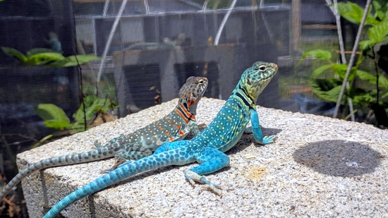 Turquoise Blue Collared Lizards by Intrinsically Ectothermic LLC