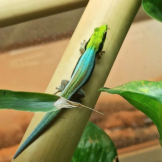 Neon Day Gecko by Intrinsically Ectothermic LLC