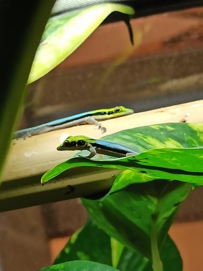 Neon Day Gecko Juveniles (Phelsuma Klemmeri) by Intrinsically ...
