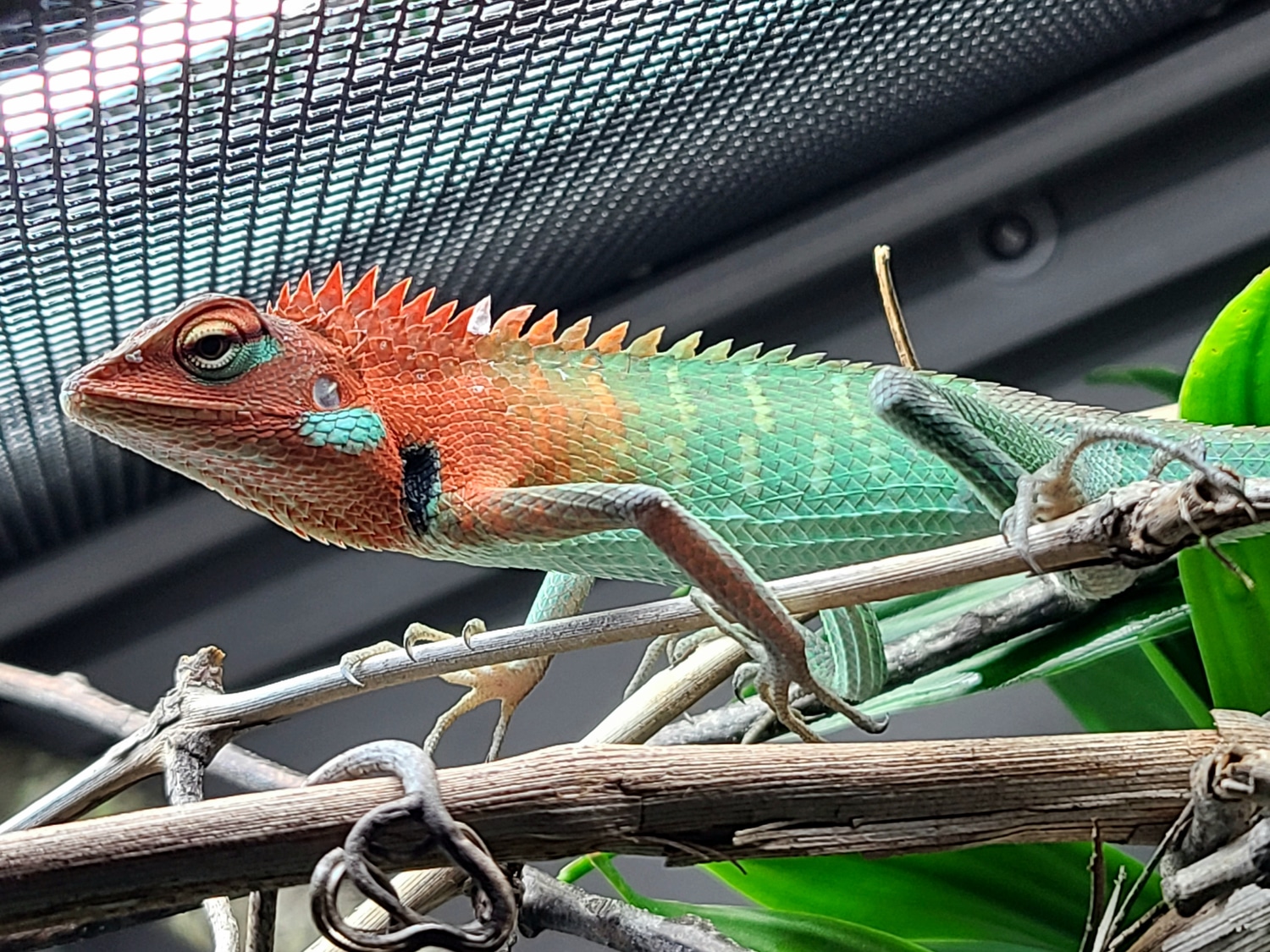 Calotes Calotes - Green Forest Dragon More Lizard by Intrinsically ...