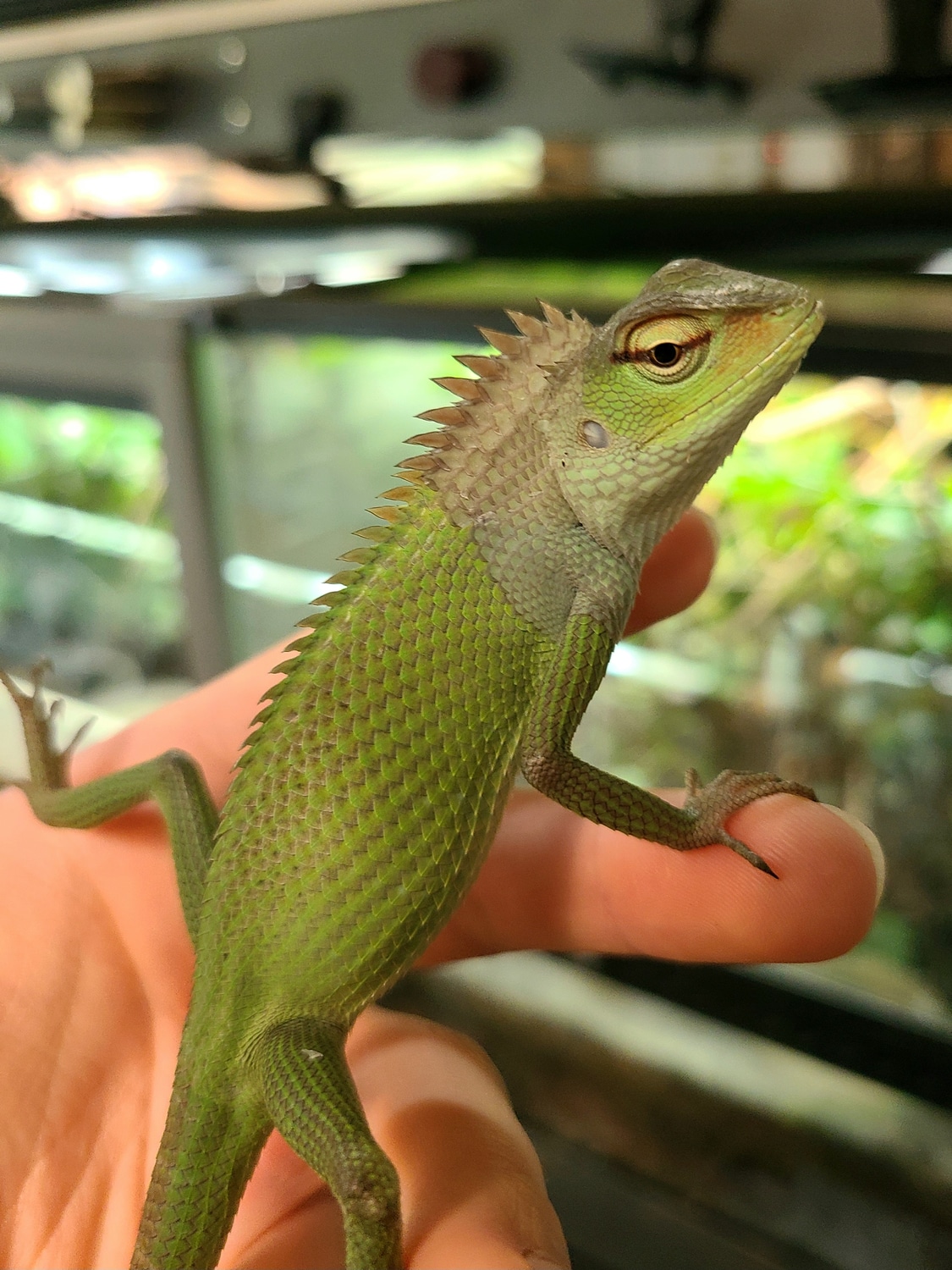 Calotes Calotes - Green Forest Dragon More Lizard by Intrinsically ...